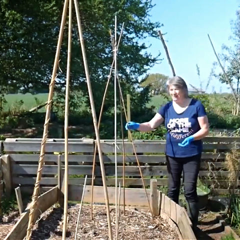 Climbing Bean Pole Support Best Support For Climbing Beans Byther