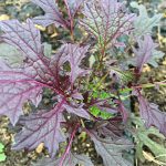 Great Plants with Pink Leaves - Byther Farm