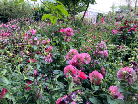 Visit to RHS Chelsea 2025 - Byther Farm